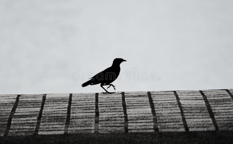 Common myna walking stock image. Image of feathers, nature - 43483297