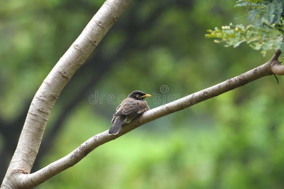 Common Myna stock image. Image of bill, woodlalnd, yellow - 229531749
