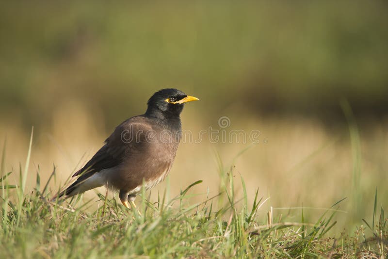 Common mynah bird in Nepal stock image. Image of view - 43203981
