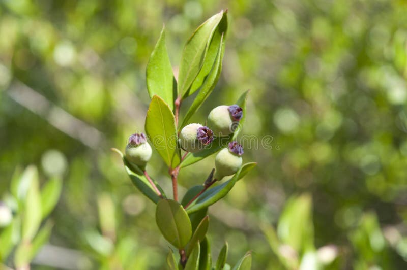 Common Myrtle stock photo. Image of mediterranean, vegetation - 37962150