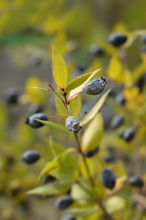 Myrtus Communis Stock Photos - Download 169 Royalty Free Photos