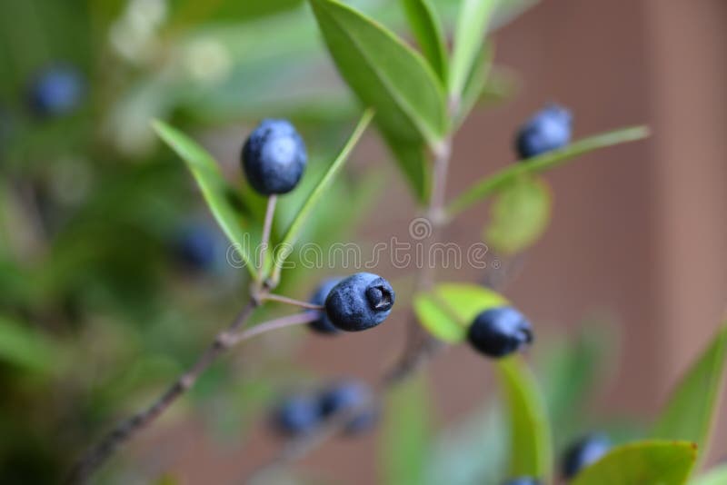 Blue Myrtle-Cactus stock photo. Image of myrtillocactus - 240944408
