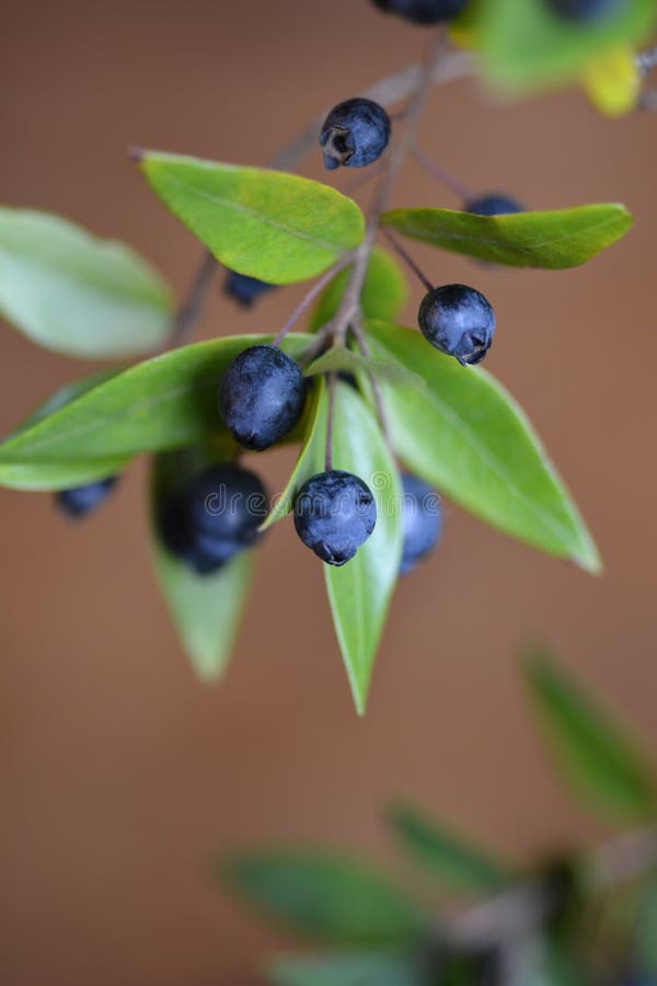 Common myrtle stock image. Image of nature, leaf, common - 172476799