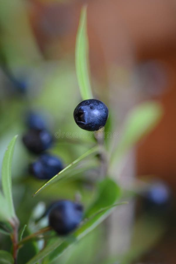 Blue Myrtle-Cactus stock photo. Image of myrtillocactus - 240944408