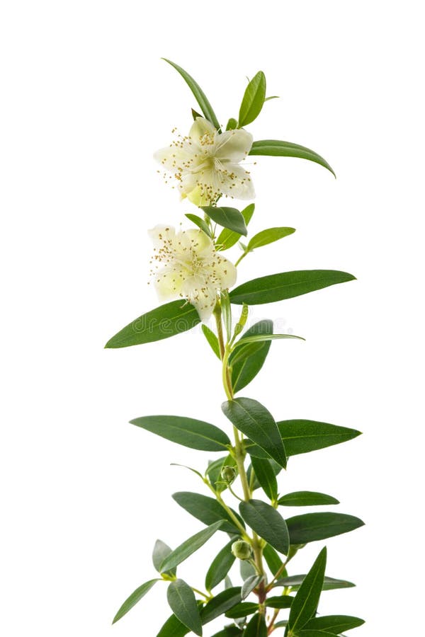 Myrtle Myrtus Myrthen Common Myrtle Stock Photos - Free & Royalty-Free ...