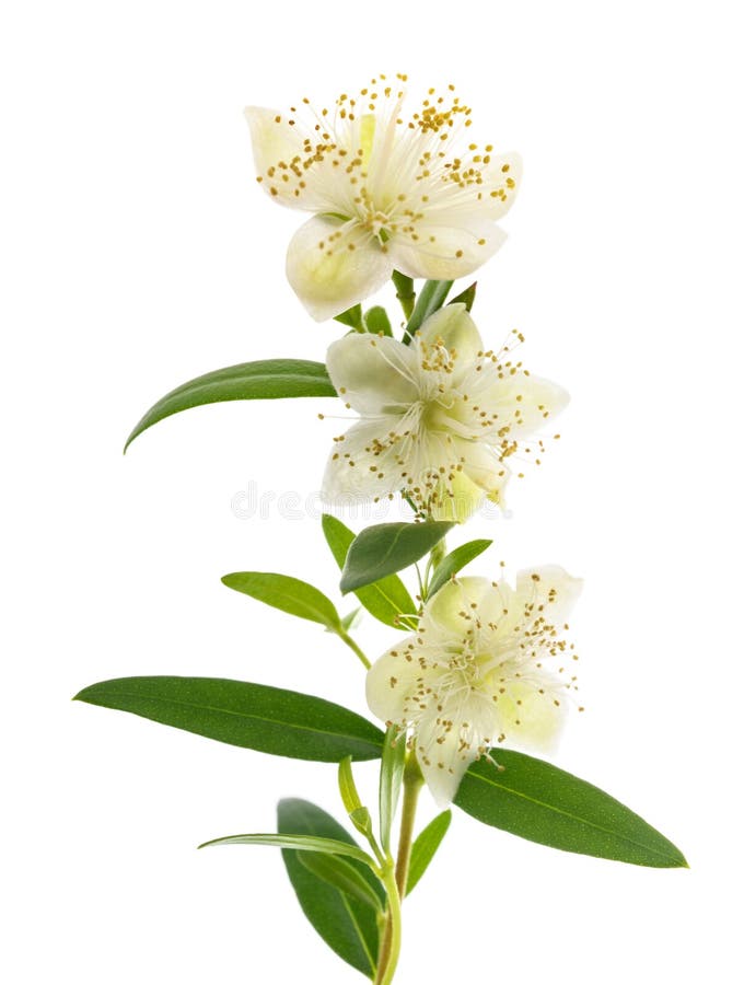 Common Myrtle Branch with Flowers Stock Image - Image of wedding ...