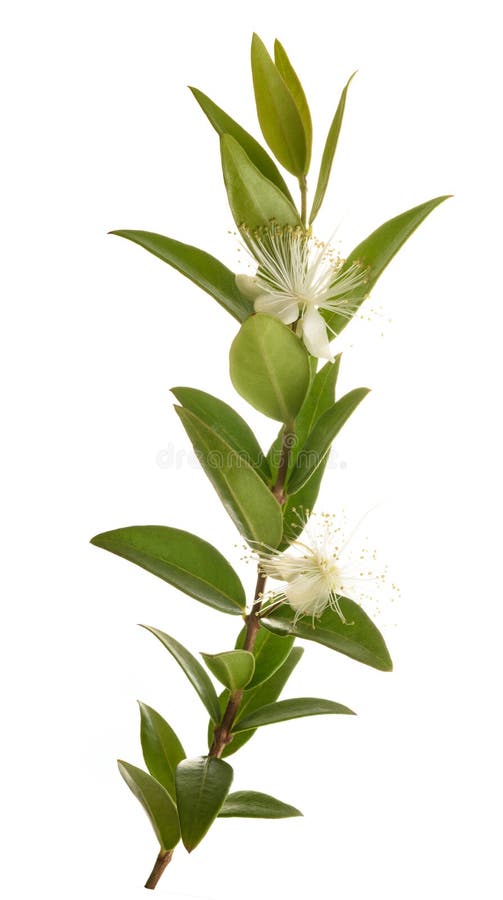 Common Myrtle Branch with Flowers Stock Photo - Image of white, myrthen ...