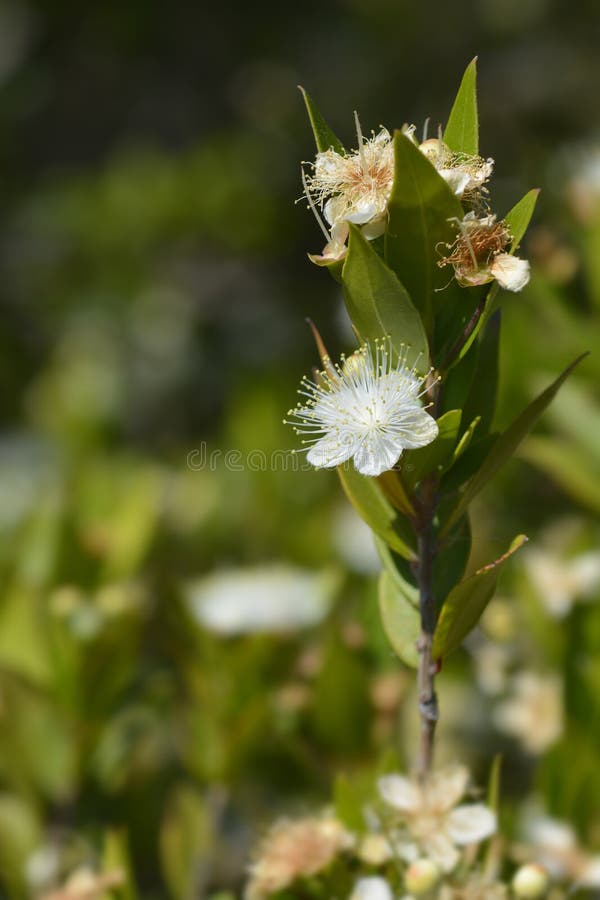 Common myrtle stock photo. Image of leaf, green, myrtle - 286140188