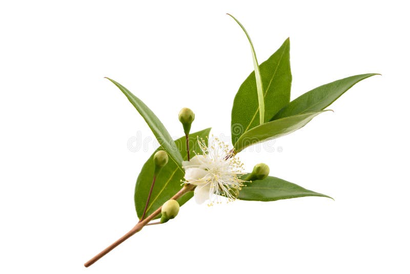 460 Myrtus Communis Stock Photos - Free & Royalty-Free Stock Photos ...