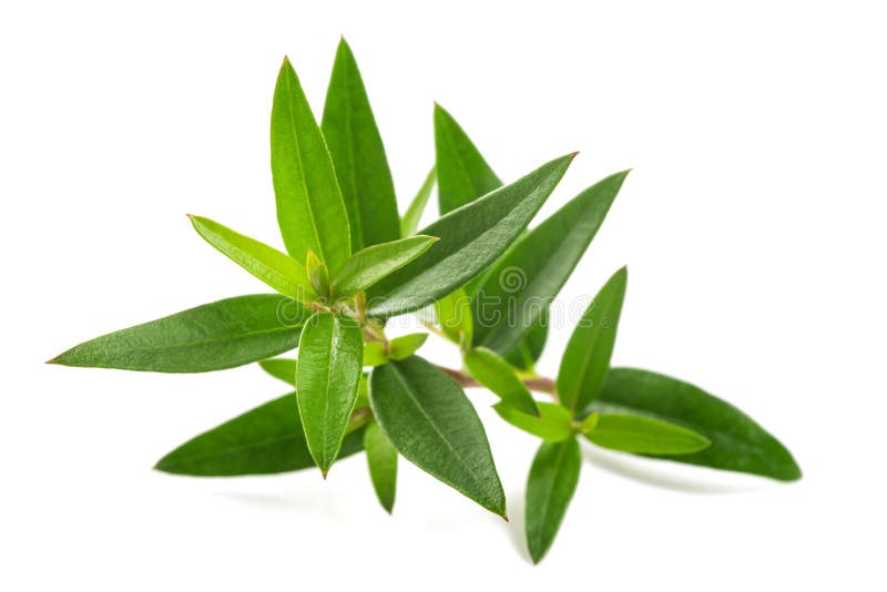 Common myrtle stock photo. Image of plant, natural, leaf - 175915834