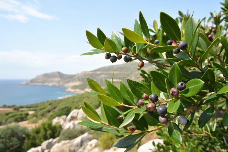 Common Myrtle Plant with Fruits in the Mediterranean Stock Illustration ...