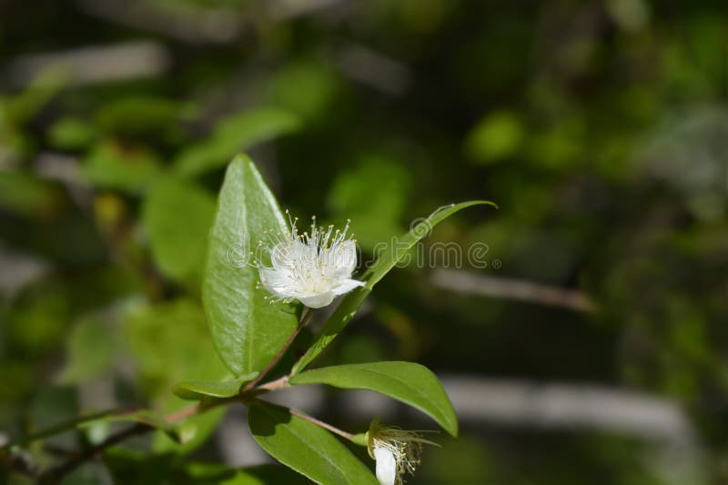 Common myrtle stock image. Image of plant, outdoors - 340107051