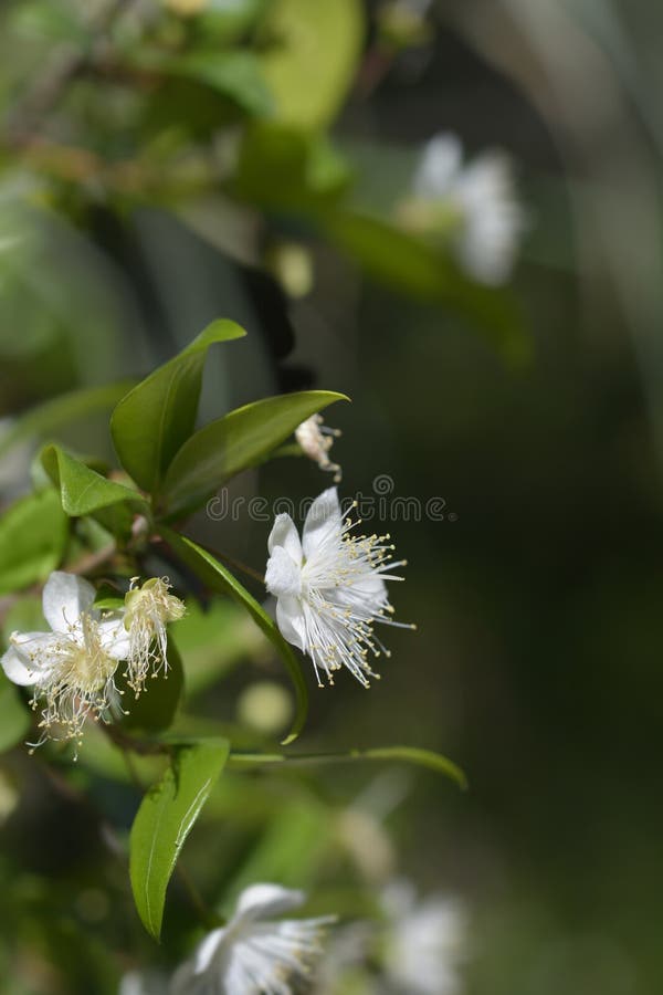 Common myrtle stock image. Image of nature, myrtus, communis - 343353553