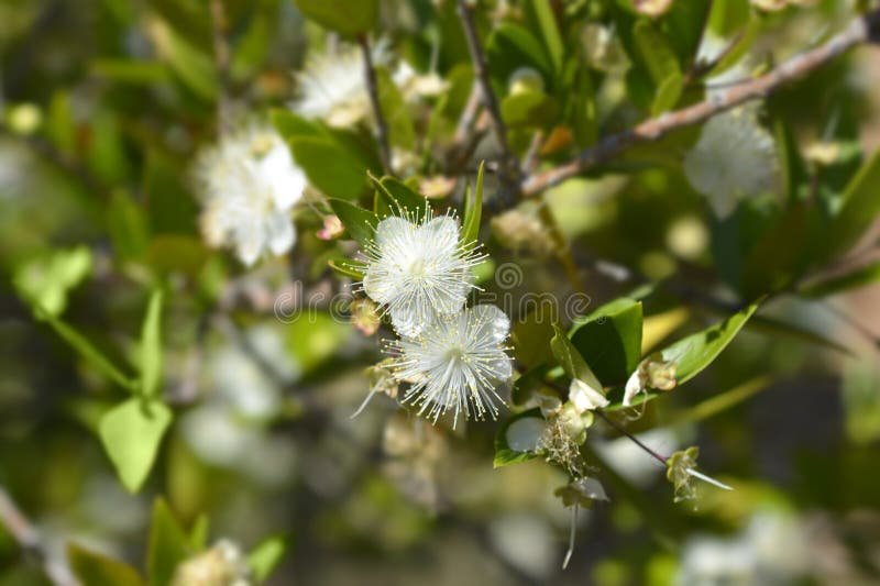 Common myrtle stock photo. Image of true, myrtle, nature - 288589480