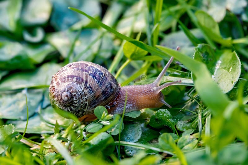 Crawling Snail on Garden Green Grass Hunting for Food. Stock Image ...