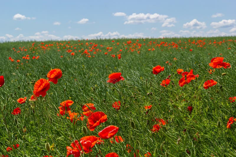 Common Names for Papaver Rhoeas Include Corn Poppy, Corn Rose, Field ...