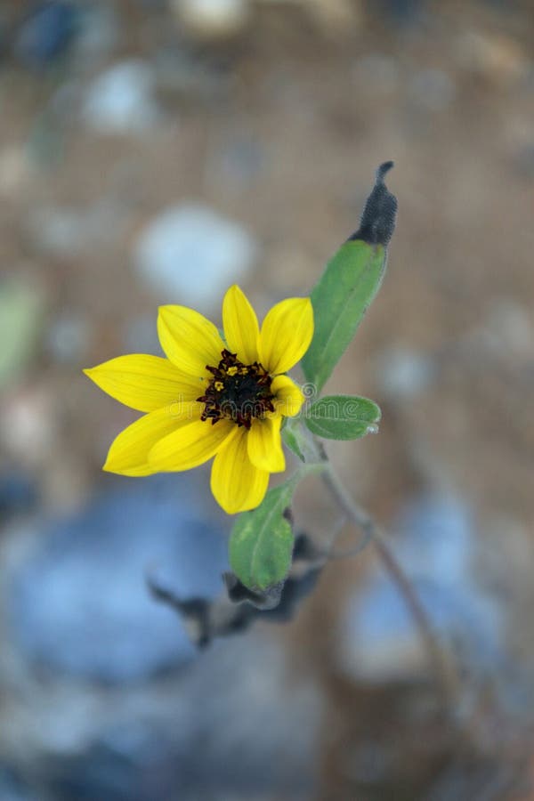 A Single Yellow Flower of Coreopsis Tripteris Stock Image - Image of ...