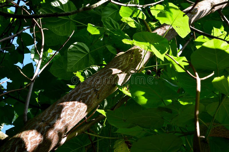 Common Names Princess Tree, Empress Tree, or Foxglove-tree, is a ...