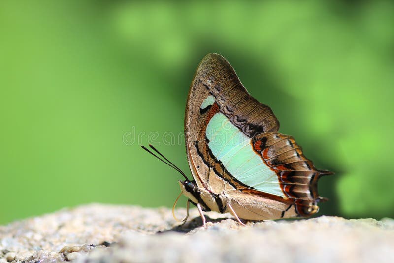 The Common Nawab Polyura Athamas Butterfly Stock Image - Image of ...