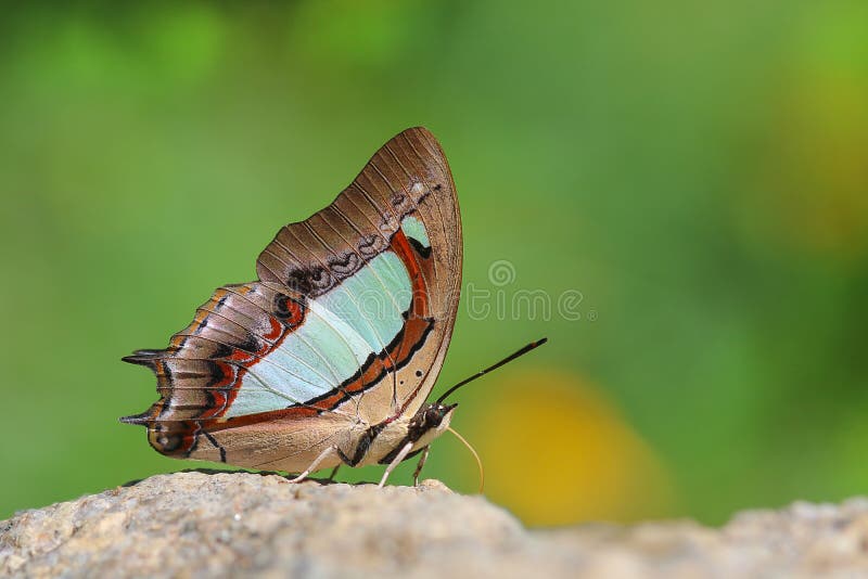 The Common Nawab Polyura Athamas Butterfly Stock Photo - Image of close ...
