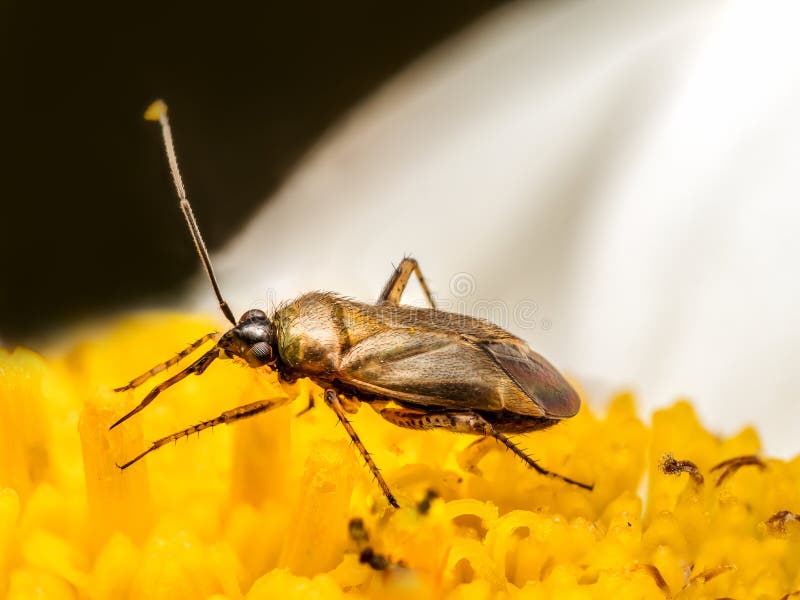 Common Nettle Flower Bug on Daisy Flower Head Stock Image - Image of ...