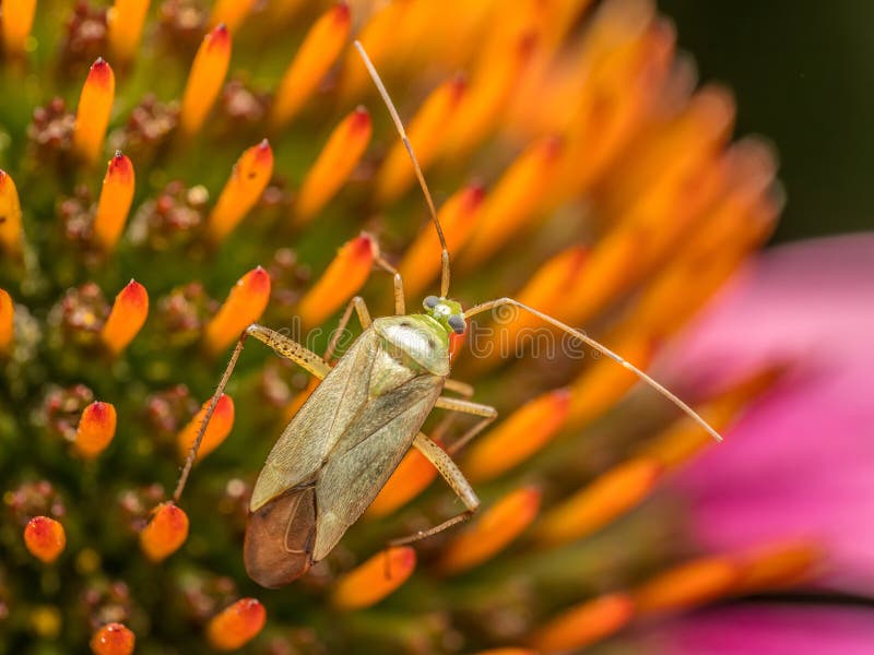 Common Nettle Flower Bug on Echinacea Flower Head Stock Photo - Image ...