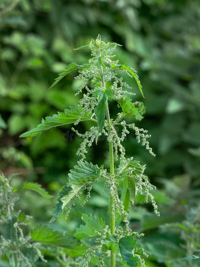 Common Nettle or Stringing Nettle in Full Bloom Stock Image - Image of ...