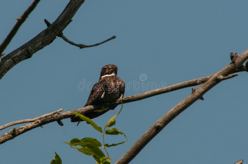 Common Nighthawk Feathers Stock Photos - Free & Royalty-Free Stock ...