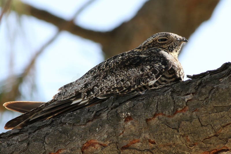Common Nighthawk - Chordeiles Minor Stock Image - Image of minor, wild ...