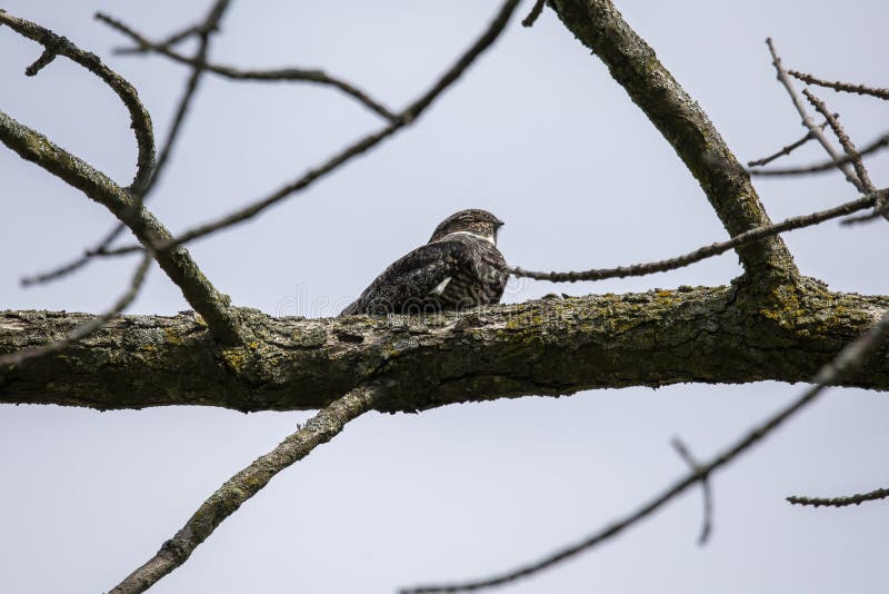 Common Nighthawk Chordeiles Minor Resting on a Branch. Stock Image ...