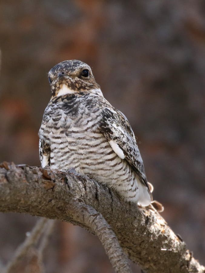 Common Nighthawk Front stock photo. Image of perched - 108410228