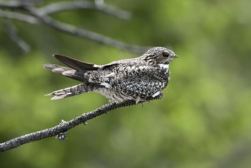 Common Nighthawk stock image. Image of wide, insect, british - 41596497