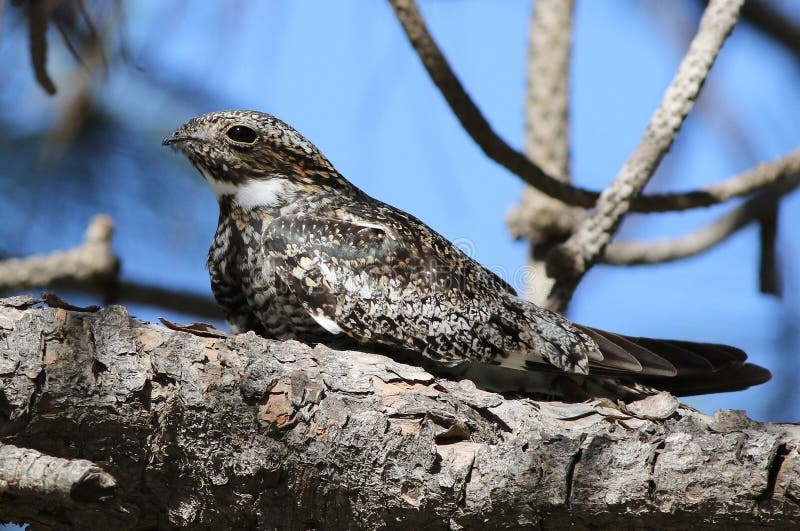 Common Nighthawk Perched on a Branch Stock Image - Image of nature ...