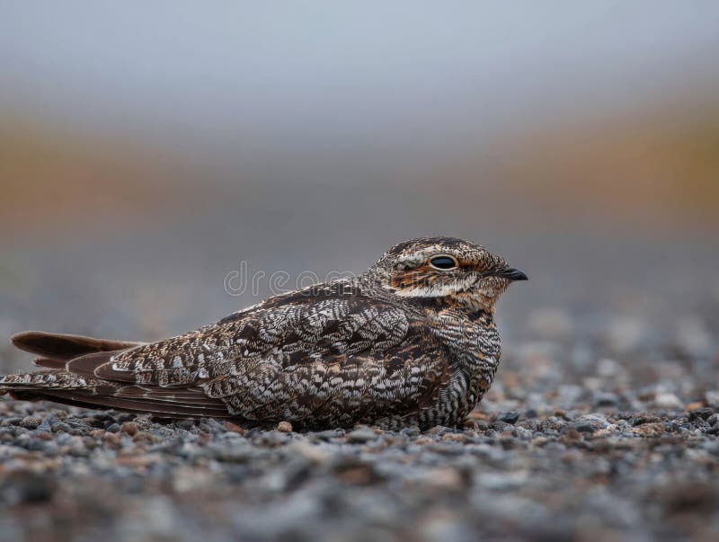 A Common Nighthawk Perfectly Hidden on a Gravel Surface Generative AI ...