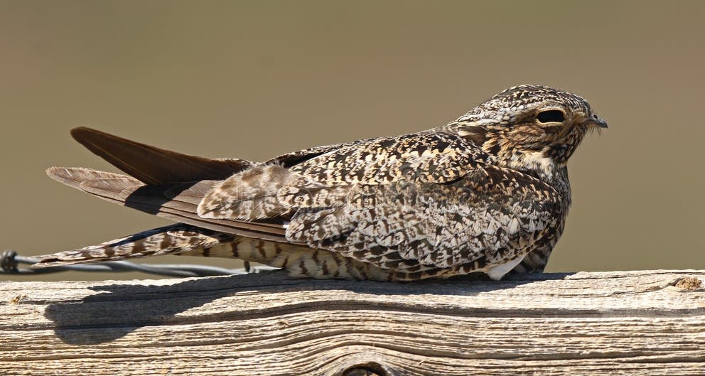 130 Common Nighthawk Stock Photos - Free & Royalty-Free Stock Photos ...