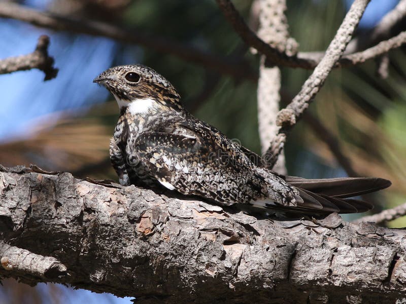 Common Nighthawk in Sunlight Stock Photo - Image of desert, bird: 55983138