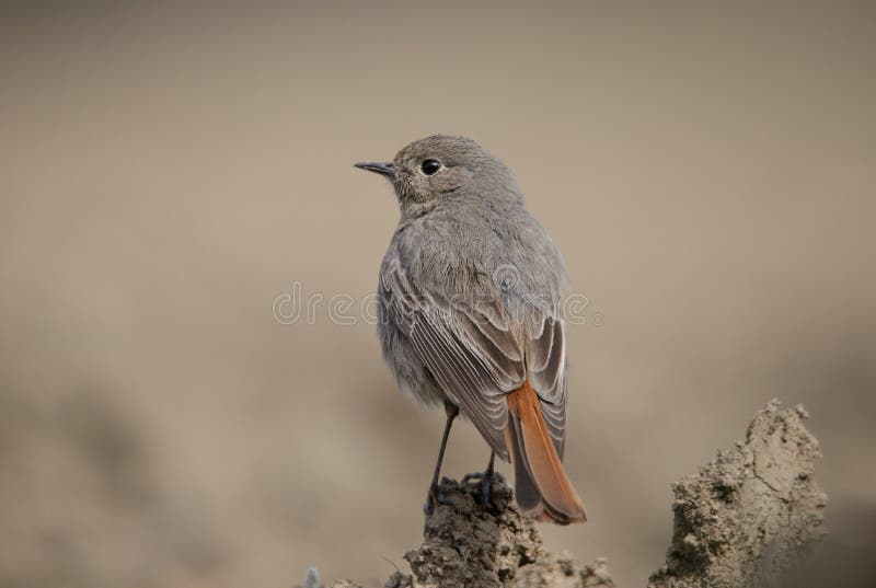 Common nightingale stock photo. Image of commom, nightingale - 217641256