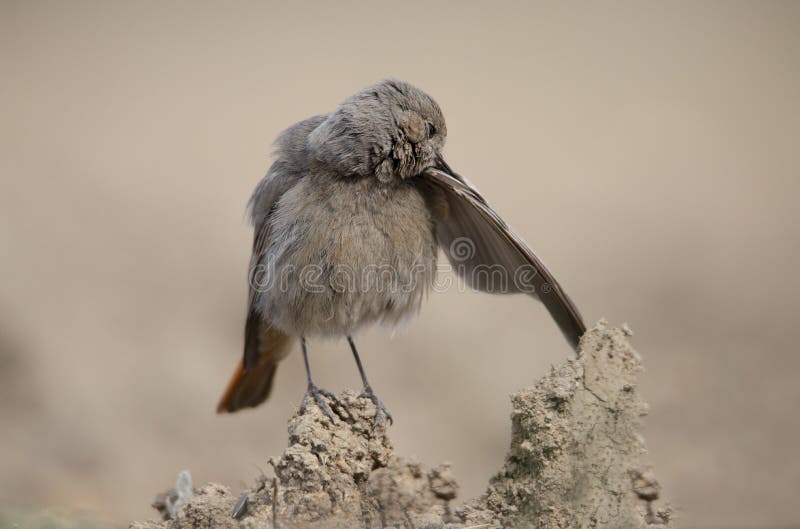 Common nightingale stock photo. Image of nightingale - 217641258