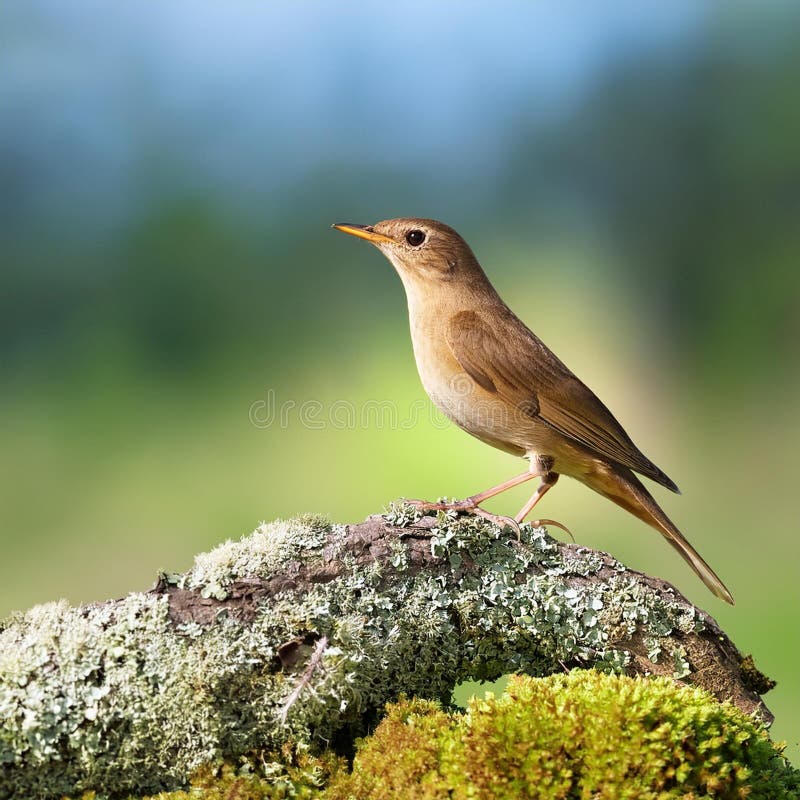 Common Nightingale (Luscinia Megarhynchos), AI Generated Stock ...