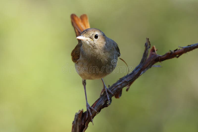 Nightingale stock image. Image of green, feather, ornithology - 3791523