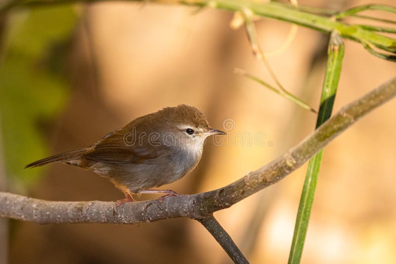 Common Nightingale, Rufous Nightingale, Luscinia Megarhynchos Stock ...