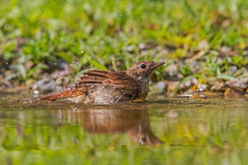 A Common Nightingale stock photo. Image of stones, feathers - 34579082