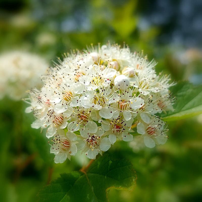 Common Ninebark (Physocarpus Opulifolius) Stock Photo - Image of ...