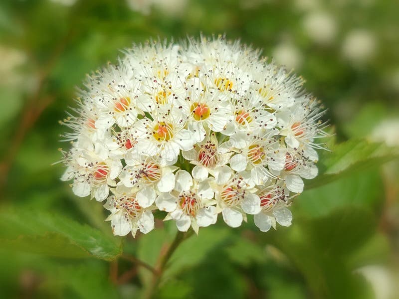 Common Ninebark (Physocarpus Opulifolius) Stock Photo - Image of ...