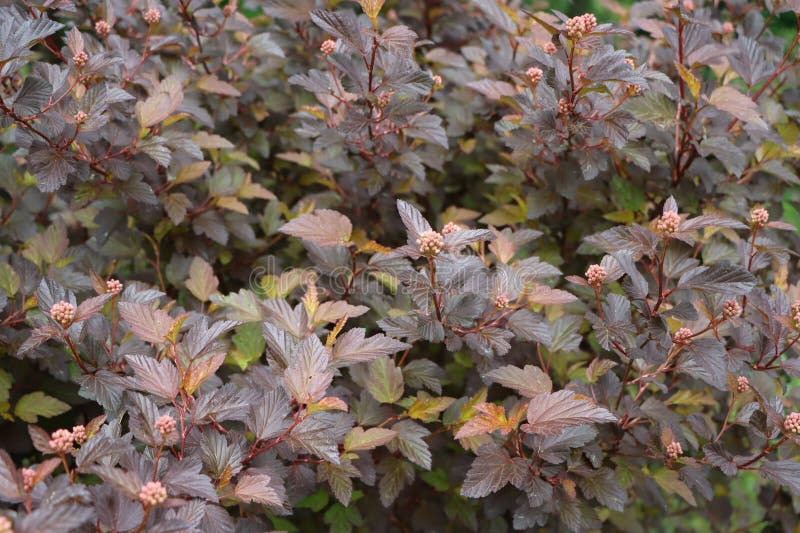 Common Ninebark (Physocarpus Opulifolius) Stock Photo - Image of ...