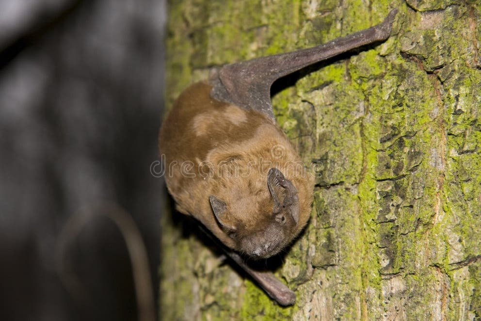 Common Noctule (Nyctalus Noctula) Stock Image - Image of noctula ...