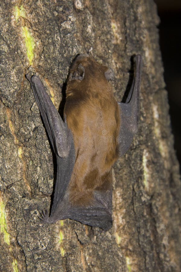 Common Noctule (Nyctalus Noctula) Stock Photo - Image of european ...