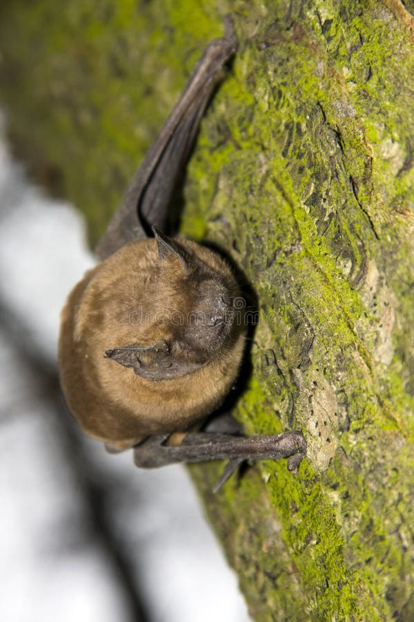 Bat on tree stock photo. Image of forest, climbing, moss - 29780440