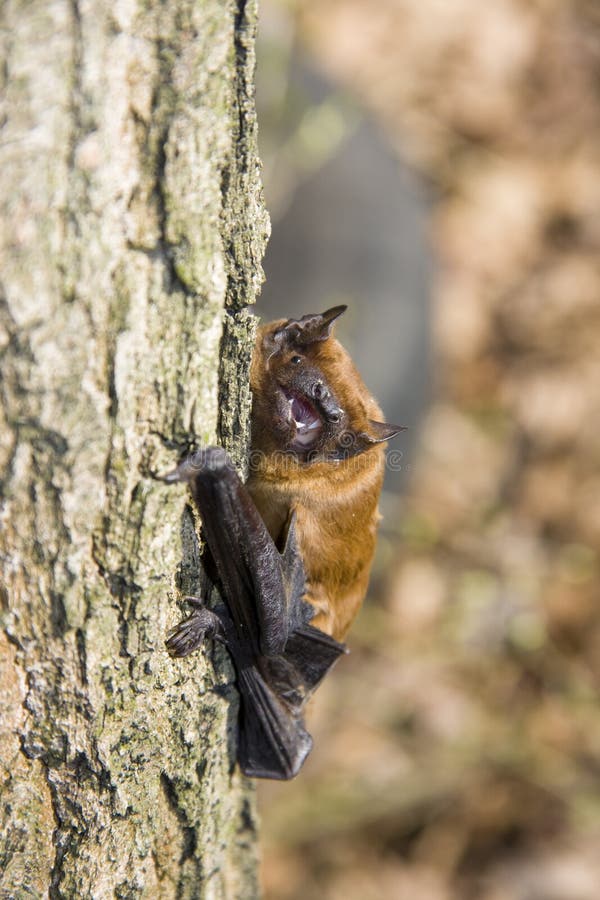 Bat on tree stock image. Image of moss, climb, chiroptera - 29780455