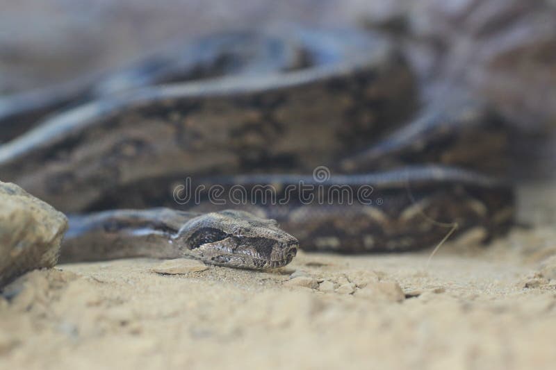 Common northern boa stock photo. Image of nature, snake - 265274568